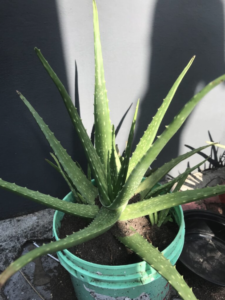 Tips for Growing Aloe Vera Outdoors | Gardener’s Path
