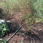How to Identify and Control Asparagus Diseases | Gardener’s Path