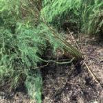 How to Identify and Control Asparagus Diseases | Gardener’s Path