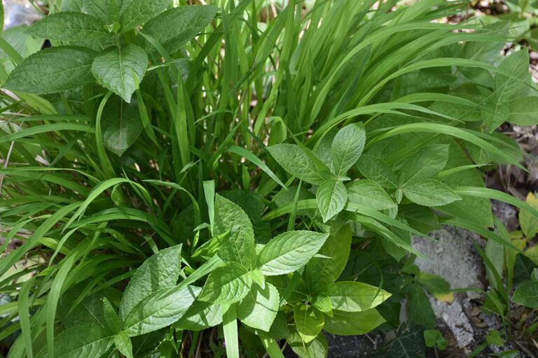 27 of the Best Shade-Loving Herbs for Your Garden