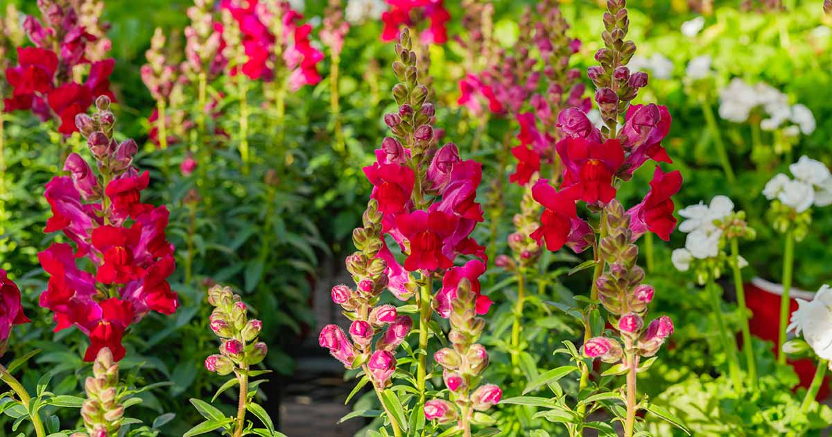How to Pollinate and Collect Hybrid Snapdragon Seeds