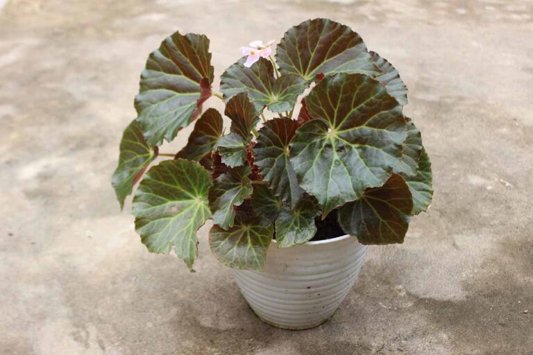 How to Grow and Care for Strawberry Begonia Houseplants