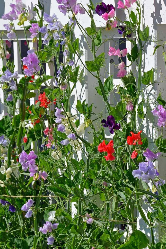 How to Create a Fragrant Garden Plan | Gardener’s Path