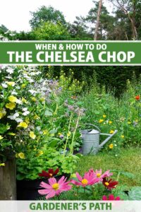 How and When to Do the Chelsea Chop | Gardener’s Path