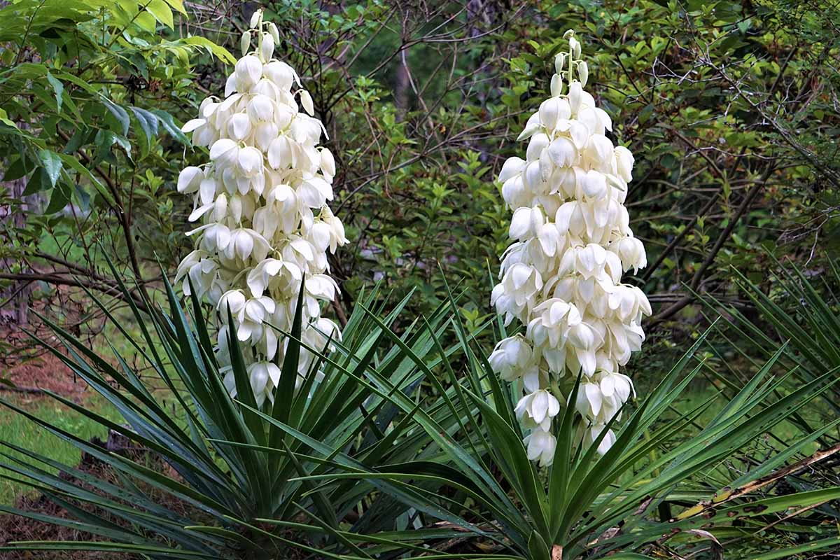 Yucca Growing Guides Tips And Information Gardener s Path