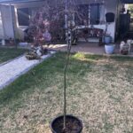How and When to Fertilize Japanese Maple Trees
