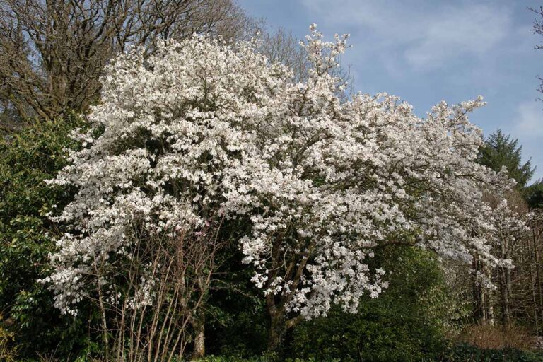 23 of the Best Magnolia Varieties | Gardener’s Path
