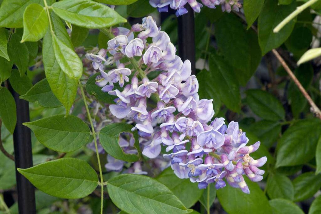 17 of the Best Wisteria Varieties | Gardener’s Path