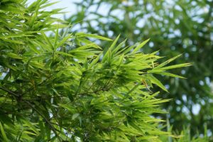 How to Grow and Care for Bamboo Plants | Gardener’s Path