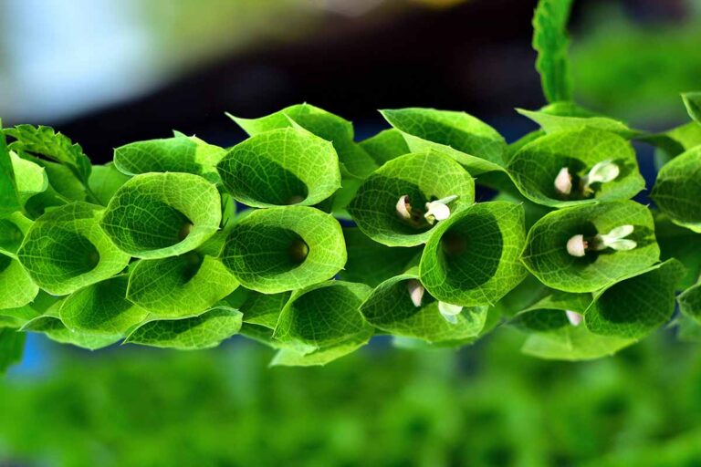 How to Grow and Care for Bells of Ireland | Gardener’s Path