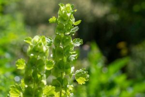 How to Grow and Care for Bells of Ireland | Gardener’s Path