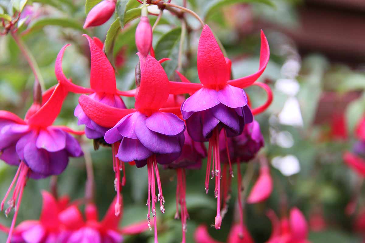 17 Of The Best Fuchsia Varieties To Grow In Your Garden