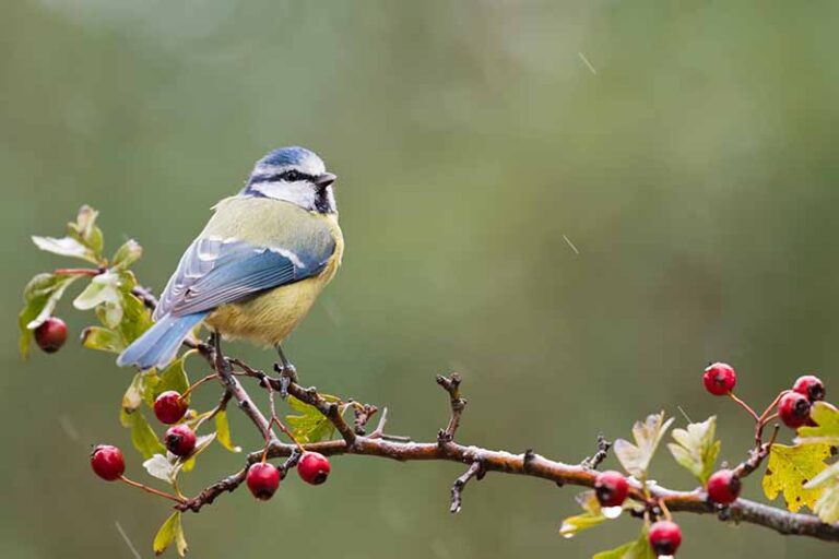 How to Grow and Care for Hawthorn Trees | Gardener’s Path