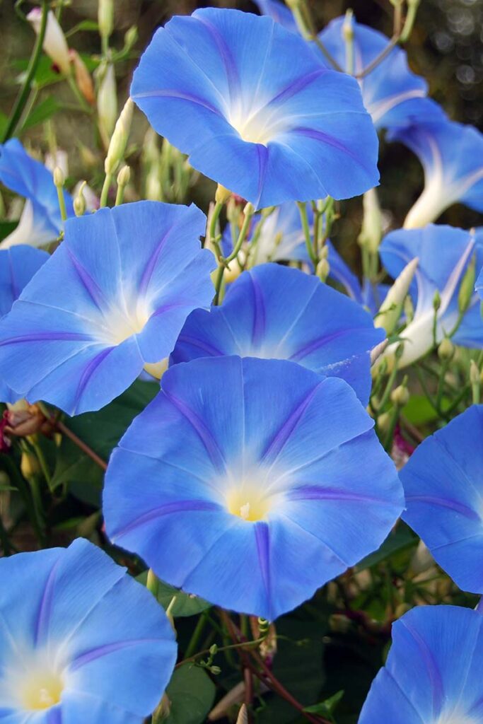 29 of the Best Self-Seeding Perennials | Gardener’s Path