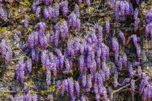 17 of the Best Wisteria Varieties | Gardener’s Path
