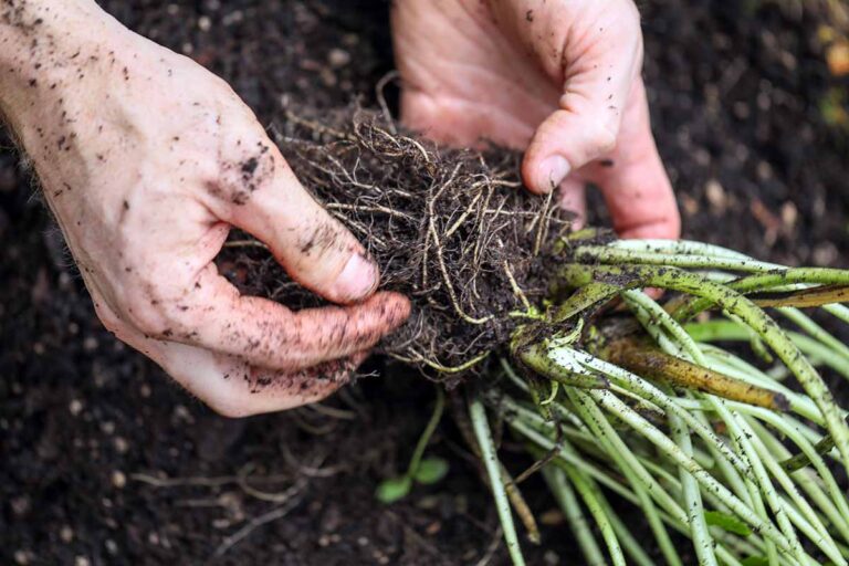 How to Plant and Grow Wasabi | Gardener’s Path