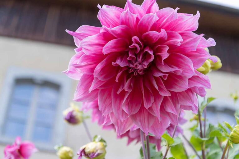 Tips for Growing Dinnerplate Dahlias | Gardener’s Path