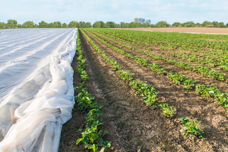 Extend the Season and Keep Pests Out with Floating Row Covers