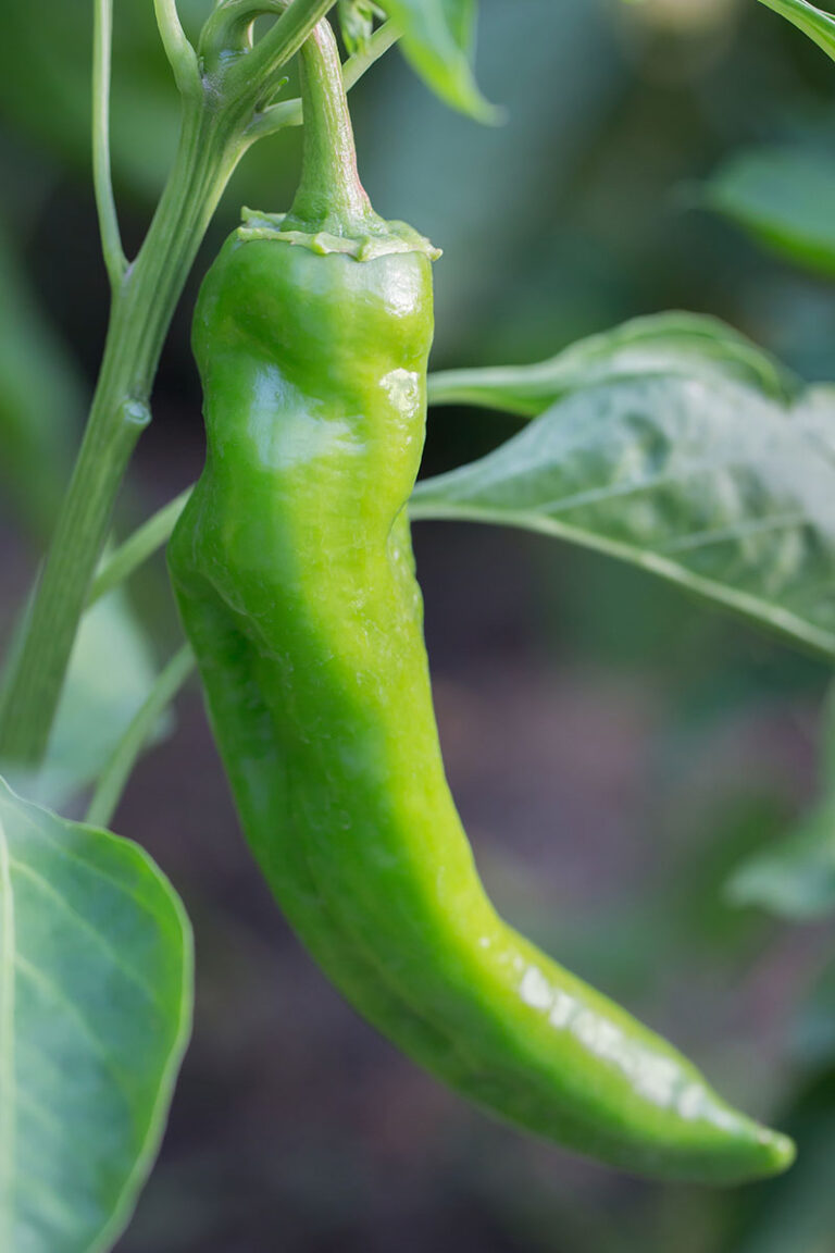 How to Plant and Grow Hot Peppers | Gardener's Path