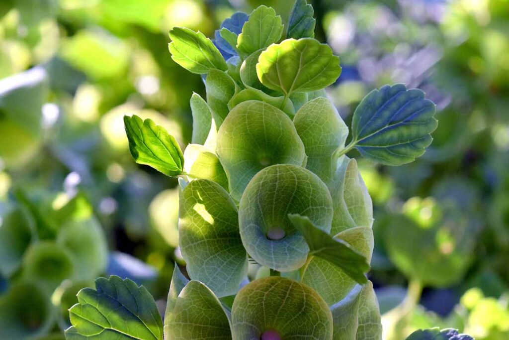How to Grow and Care for Bells of Ireland | Gardener’s Path