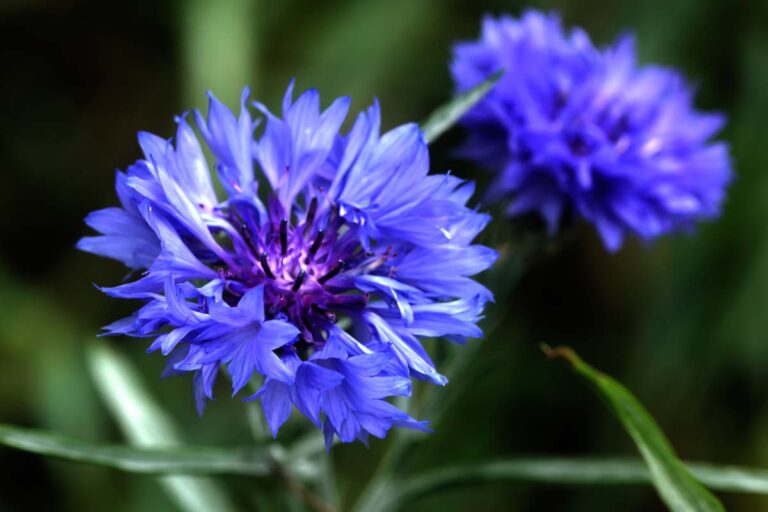 How to Grow and Care for Barrenwort | Gardener’s Path