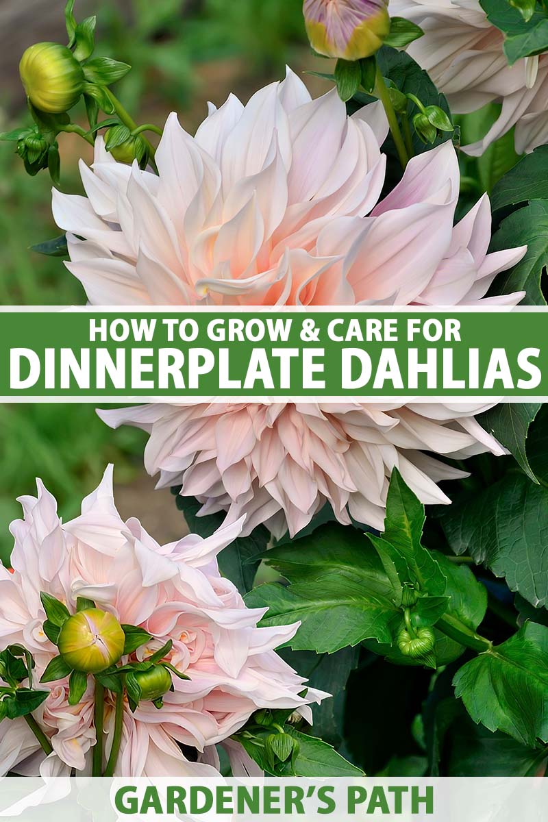 Tips For Growing Dinnerplate Dahlias Gardener s Path
