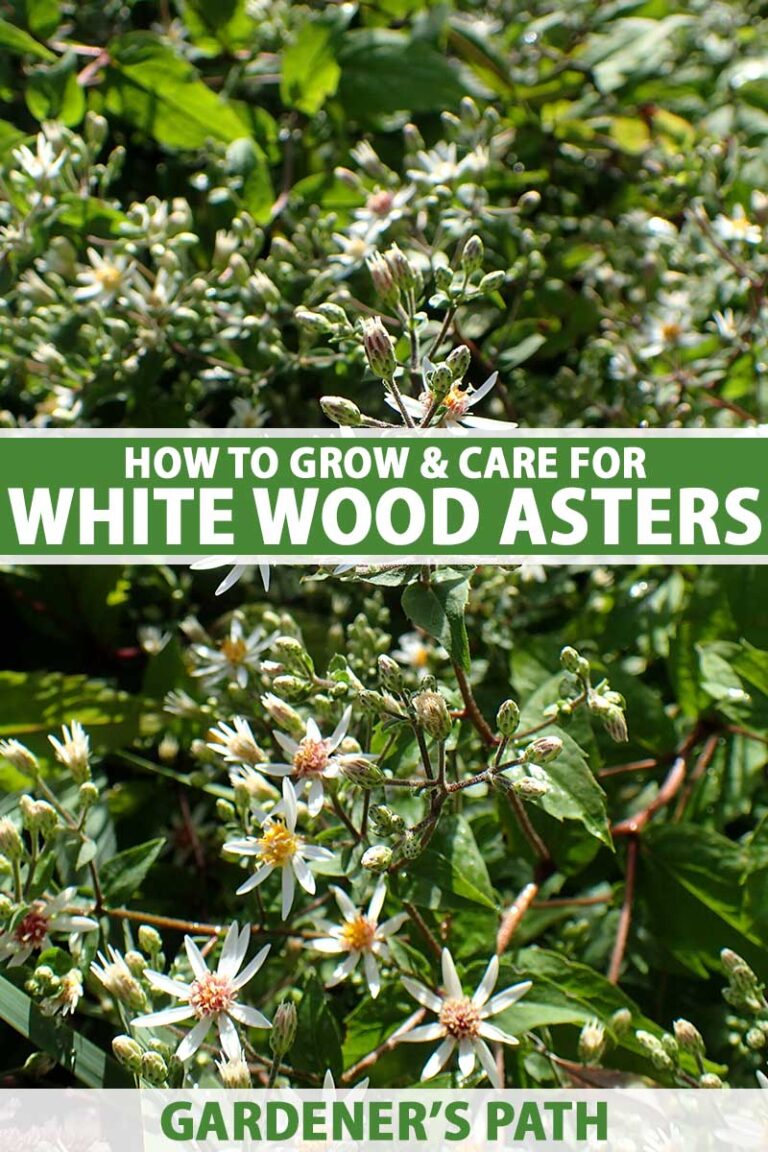 How to Grow and Care for White Wood Asters | Gardener’s Path