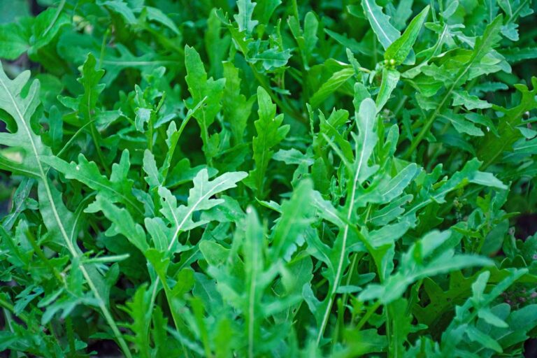 How to Grow Arugula in Your Veggie Patch | Gardener's Path