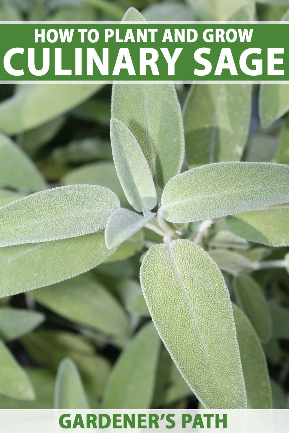 How to Plant and Grow Common Sage (Salvia officinalis)