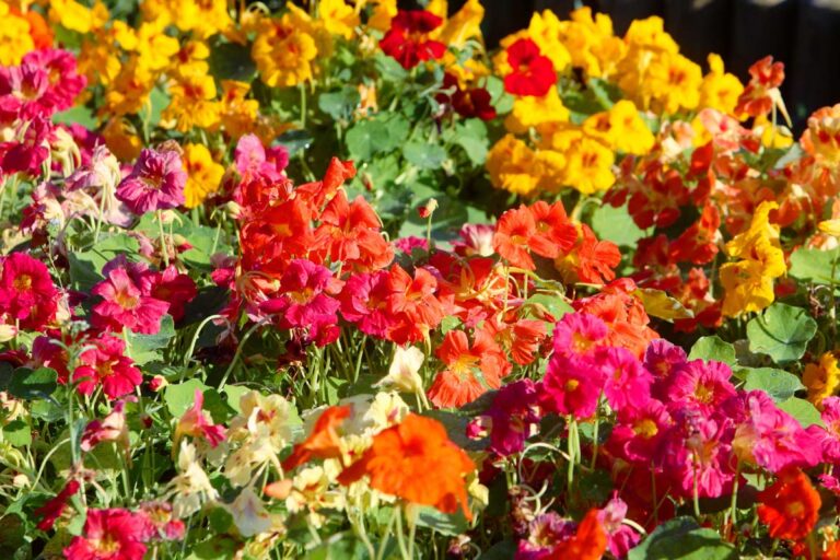 Nasturtium Flower Growing Guides, Tips, and Information