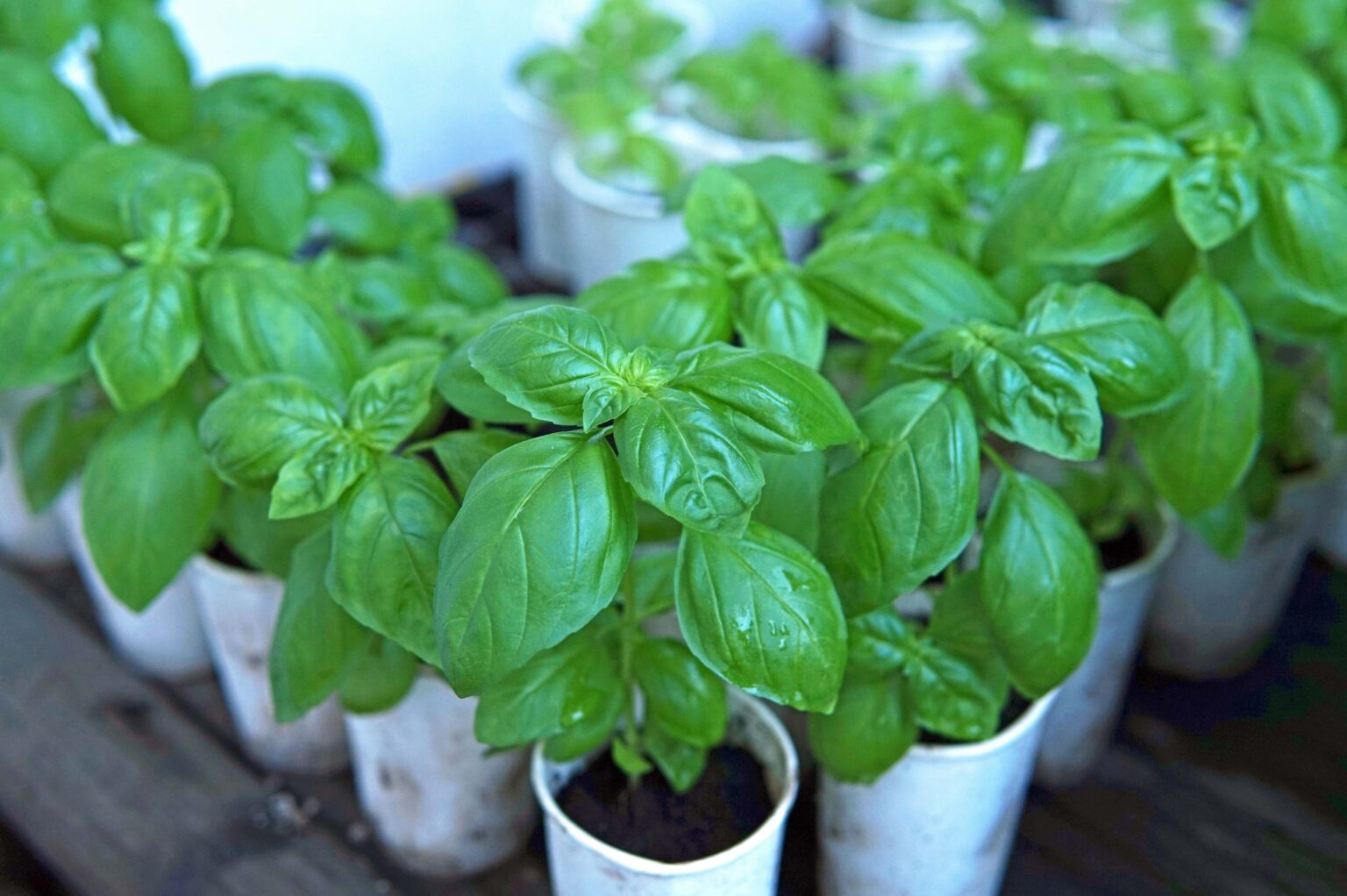 Basil Growing Guides, Tips, and Information | Gardener's Path