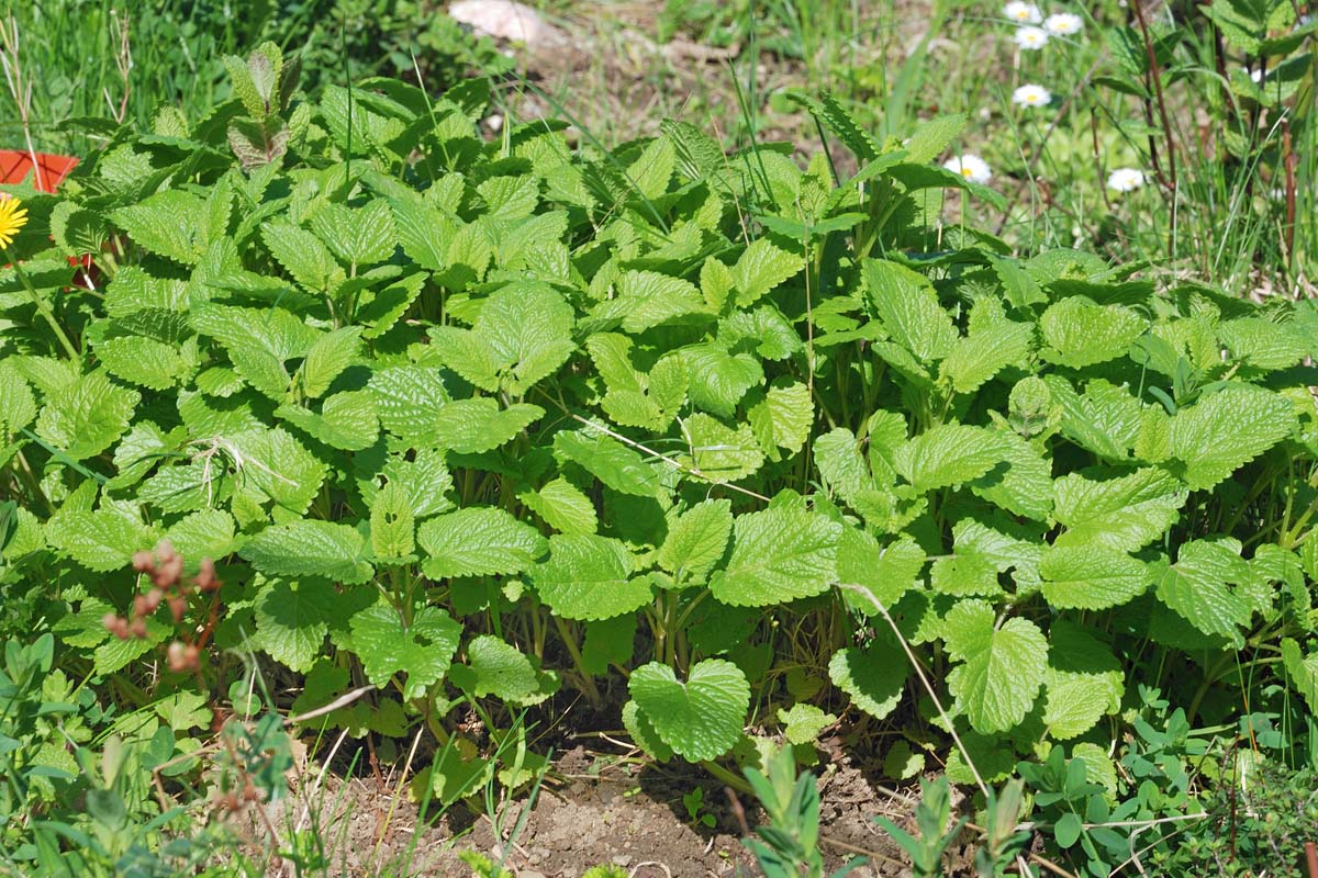 Lemon Balm Growing Guides Tips And Info Gardener s Path