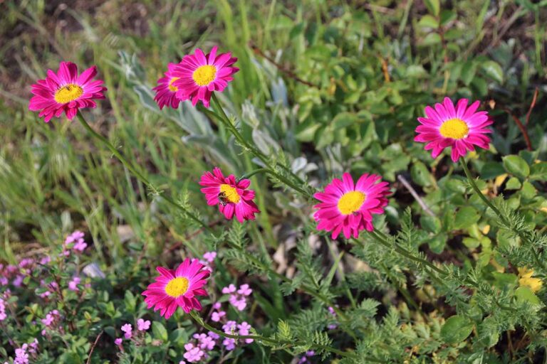 How to Grow and Care for Painted Daisies | Gardener’s Path