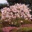23 of the Best Magnolia Varieties | Gardener’s Path