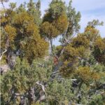 How to Control Invasive Mistletoe | Gardener’s Path