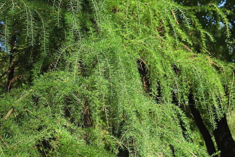 How to Grow and Care for Larch Trees | Gardener’s Path