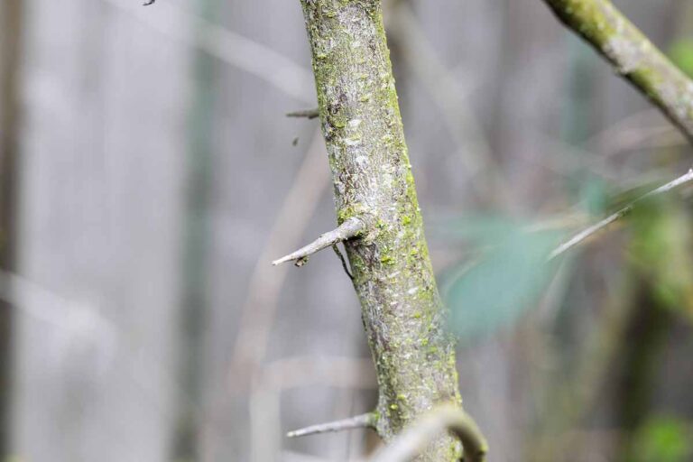 How to Grow and Care for Hawthorn Trees | Gardener’s Path