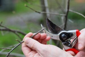How to Grow and Care for Hawthorn Trees | Gardener’s Path