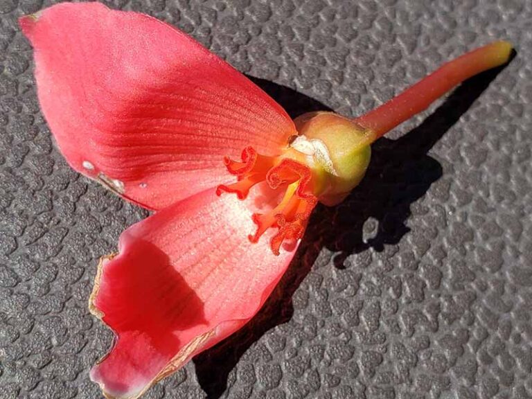How to Grow and Care for Tuberous Begonias | Gardener’s Path
