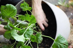 How to Plant and Grow Wasabi | Gardener’s Path