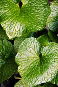 How to Plant and Grow Wasabi | Gardener’s Path
