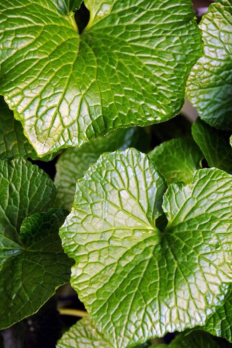 How to Plant and Grow Wasabi | Gardener’s Path