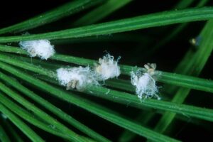How to Grow and Care for Larch Trees | Gardener’s Path