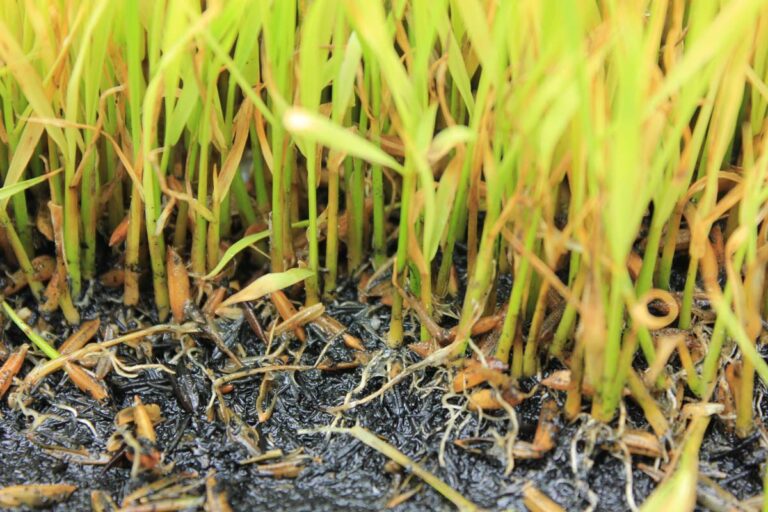 What is "Damping Off" and How do You Prevent It?