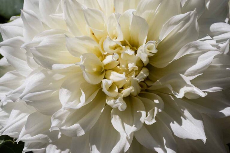 Tips for Growing Dinnerplate Dahlias | Gardener’s Path