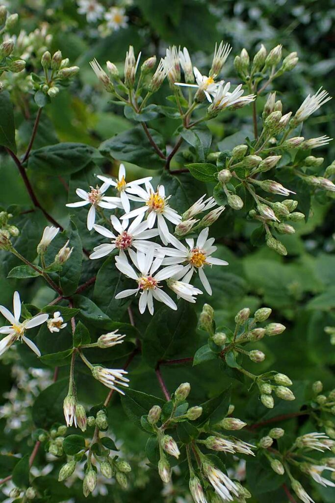 How to Grow and Care for White Wood Asters | Gardener’s Path