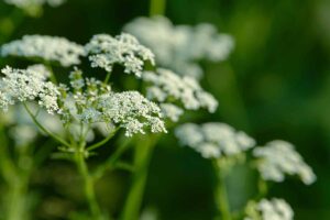 How to Use Anise as Herbal Medicine | Gardener’s Path
