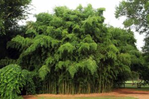 Clumping vs. Running Bamboo: What’s the Difference?