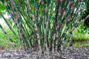 Clumping vs. Running Bamboo: What’s the Difference?