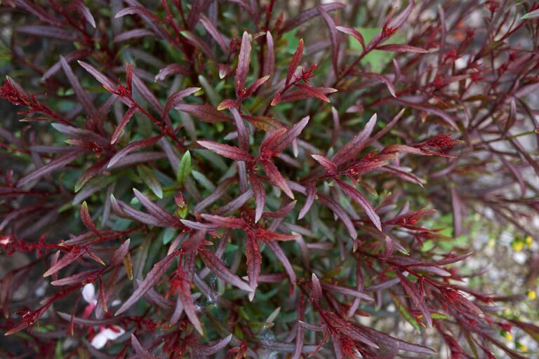 How to Grow and Care for Gaura (Beeblossom) | Gardener’s Path